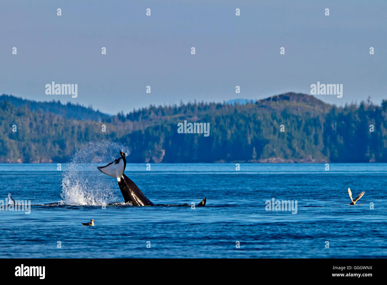 Orca whales with houses hi-res stock photography and images - Alamy