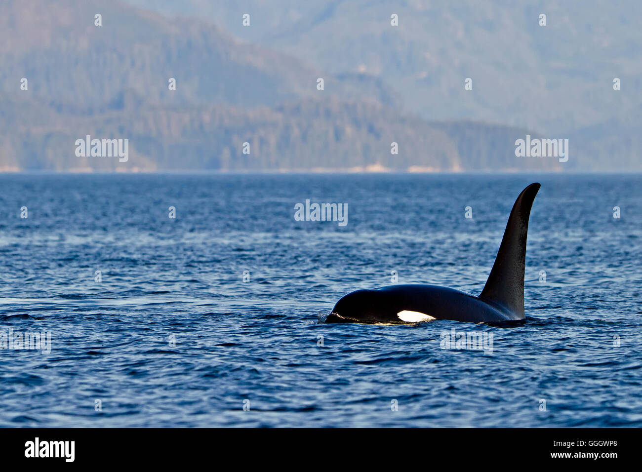 zoology / animals, mammal / mammalian (mammalia), Transient killer ...