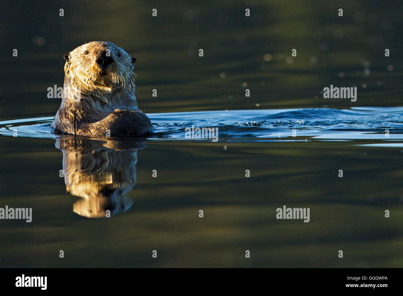 zoology / animals, mammal / mammalian (mammalia), Sea otter, Enhydra ...