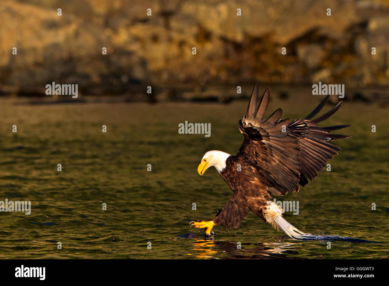 American bald eagle catching fish hi-res stock photography and images ...