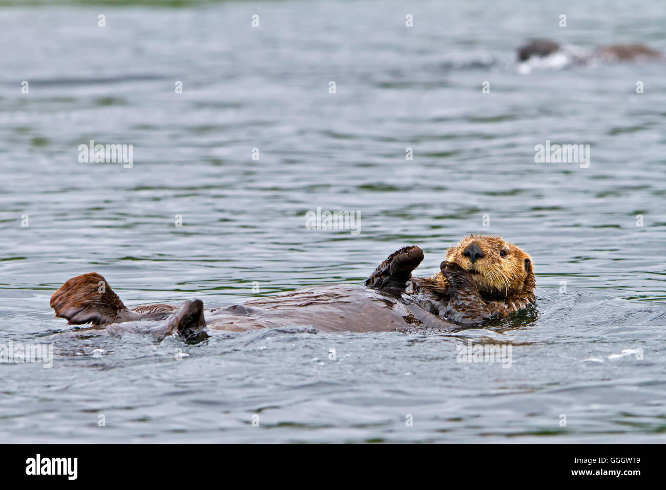 zoology / animals, mammal / mammalian (mammalia), Sea otter, Enhydra ...
