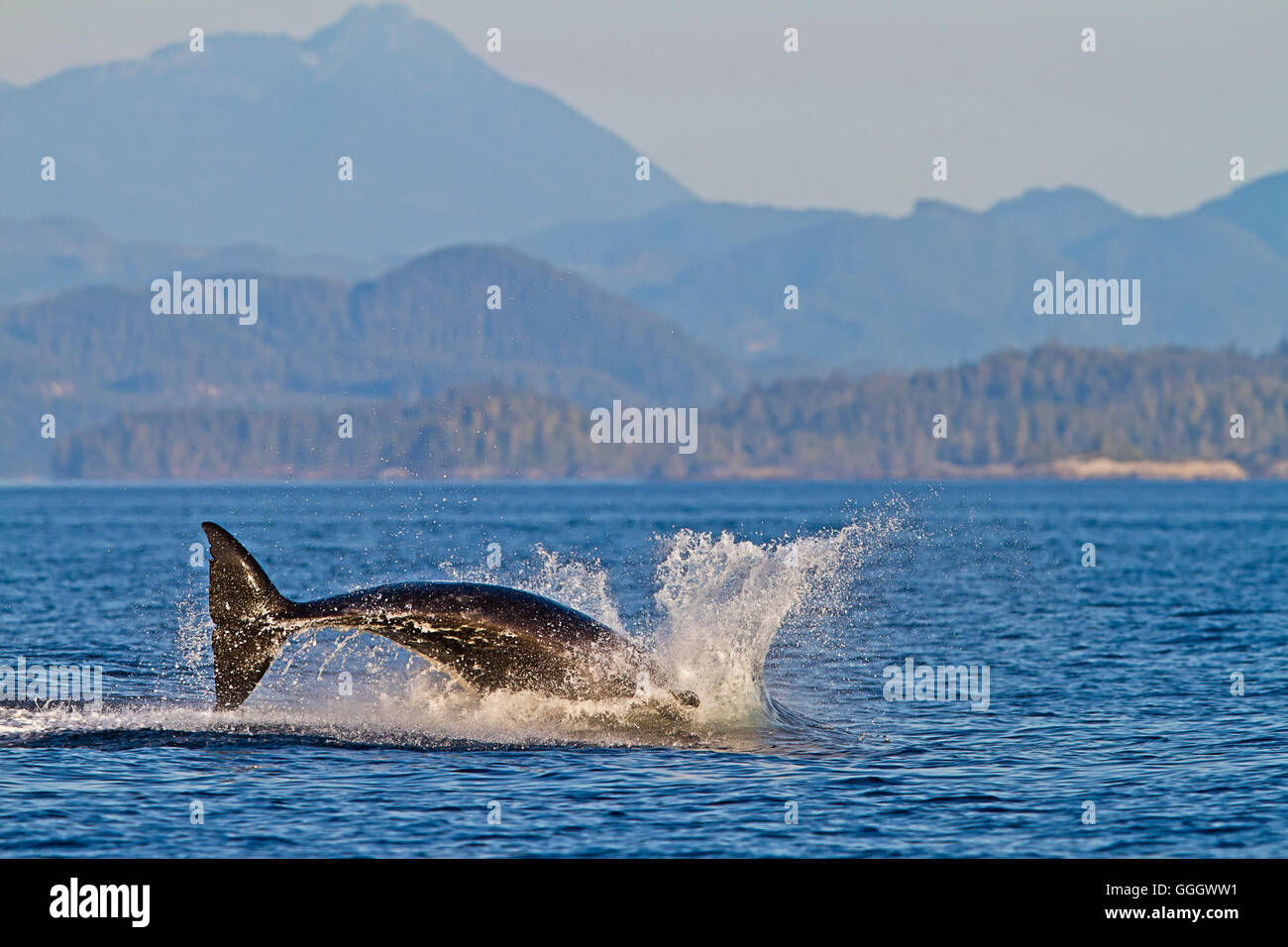 Killer whale northern sea lion hi-res stock photography and images - Alamy