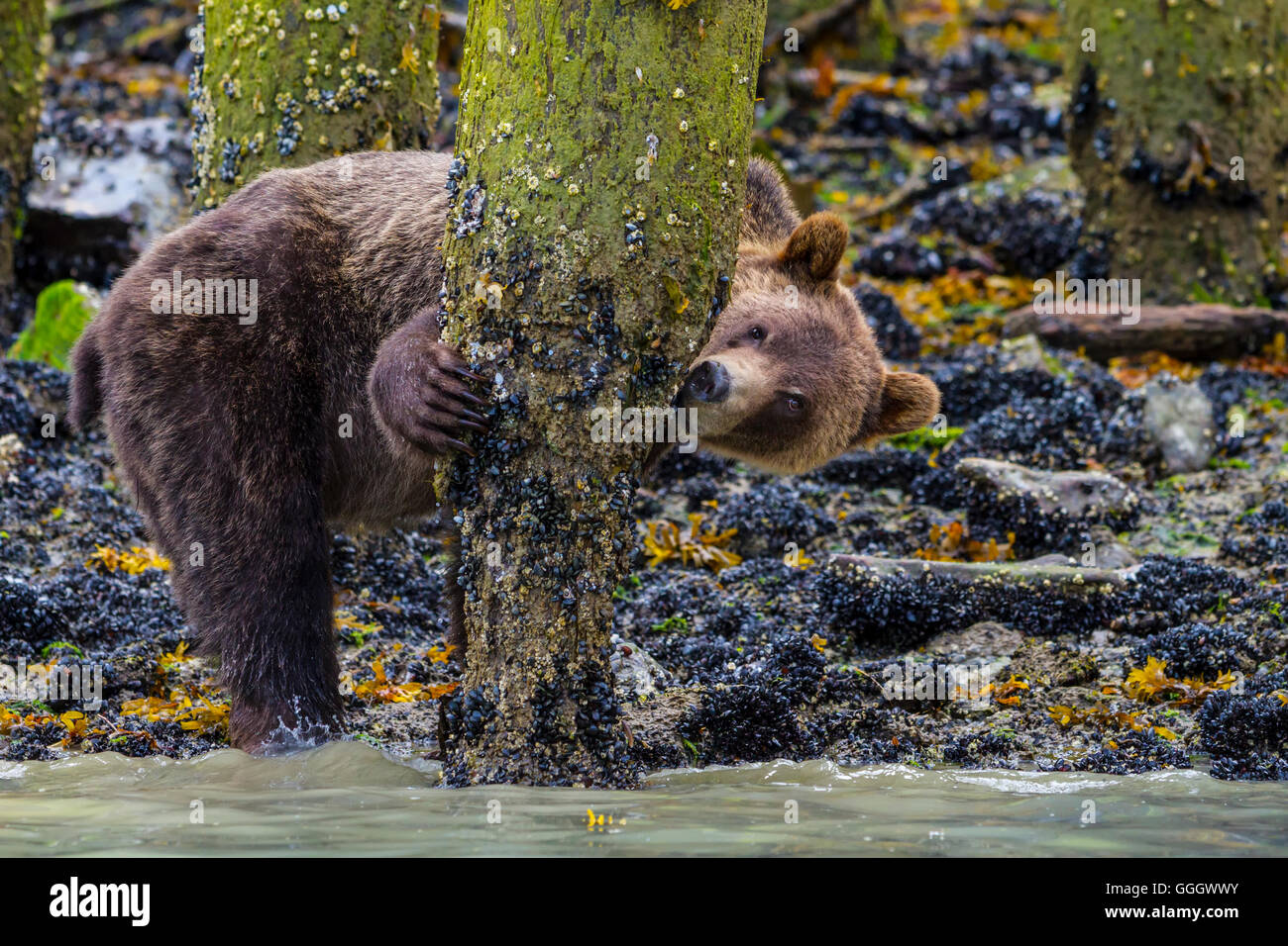 Undomesticated animals hi-res stock photography and images - Alamy