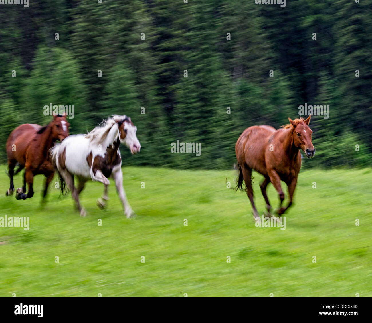 Running horses hi-res stock photography and images - Alamy