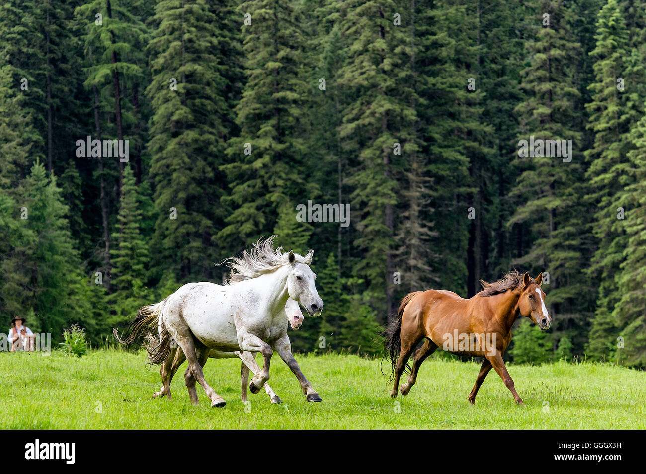 Running horses hi-res stock photography and images - Alamy