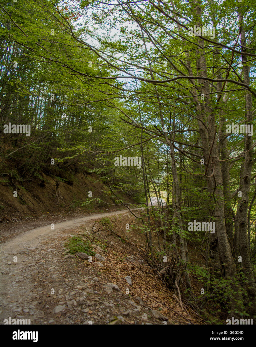 Old stone wall in forest hi-res stock photography and images - Alamy