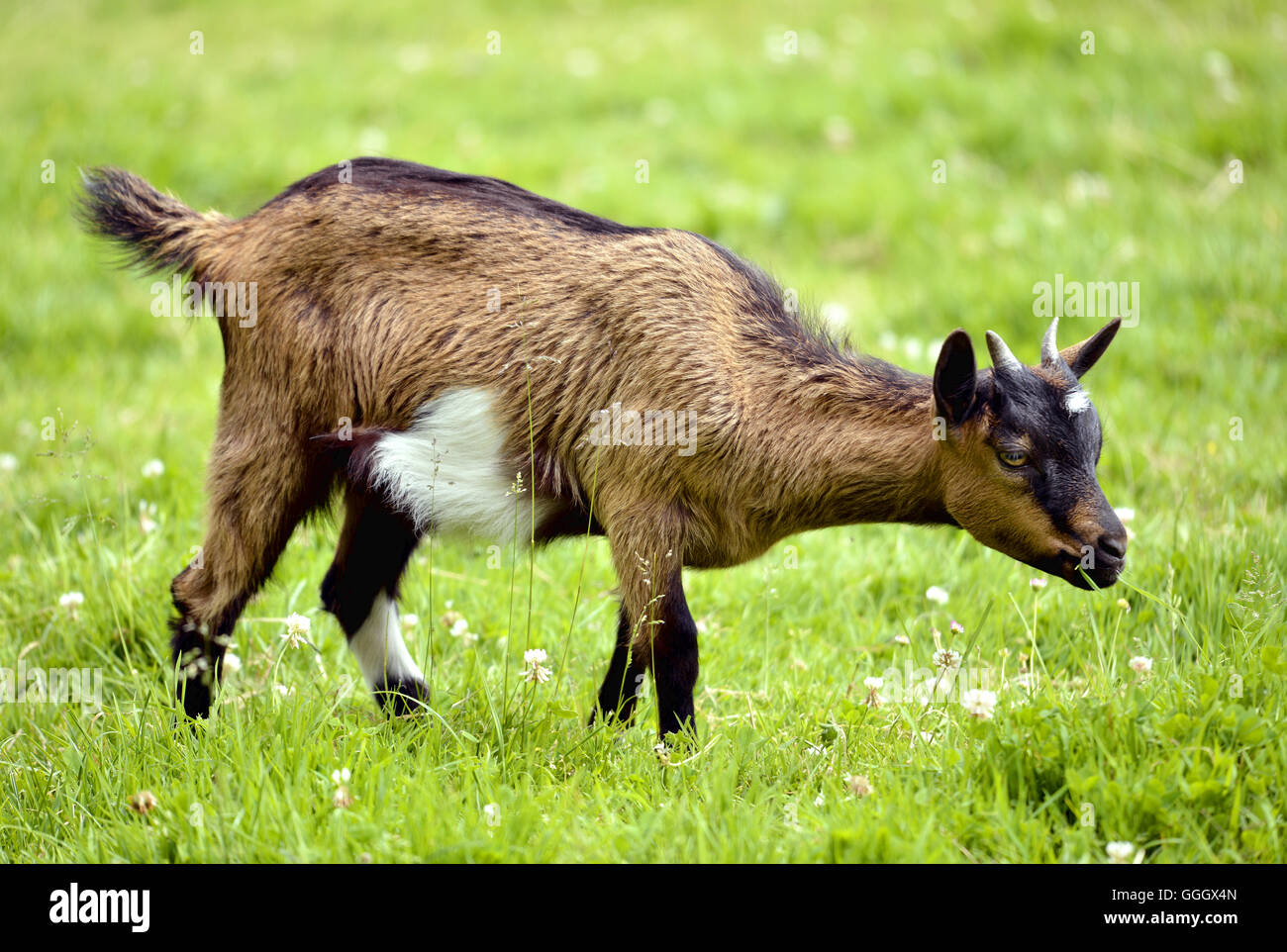 Profile goat hi-res stock photography and images - Alamy