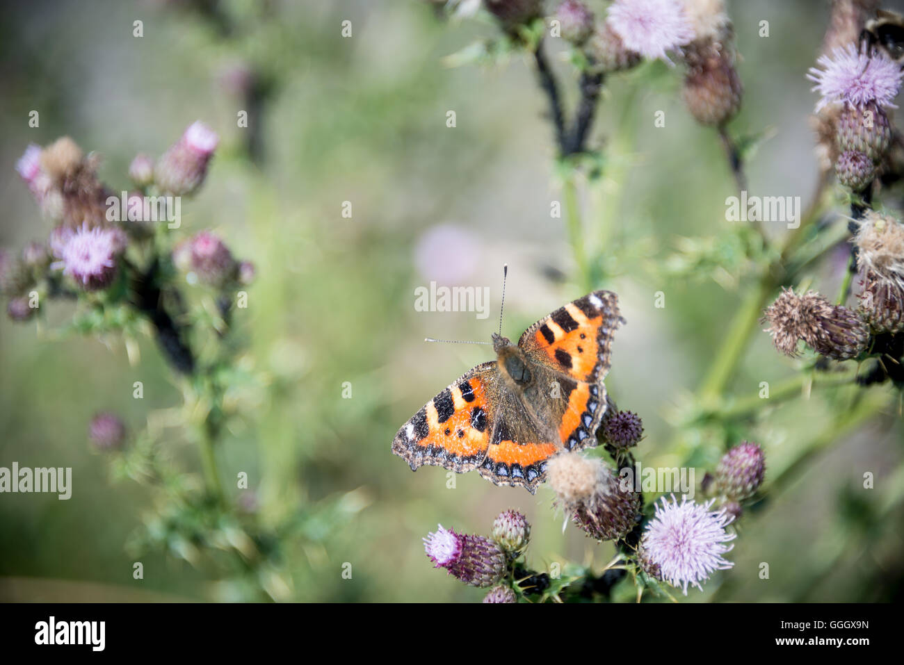 Red Admiral butterfly near Rookhope Stock Photo - Alamy