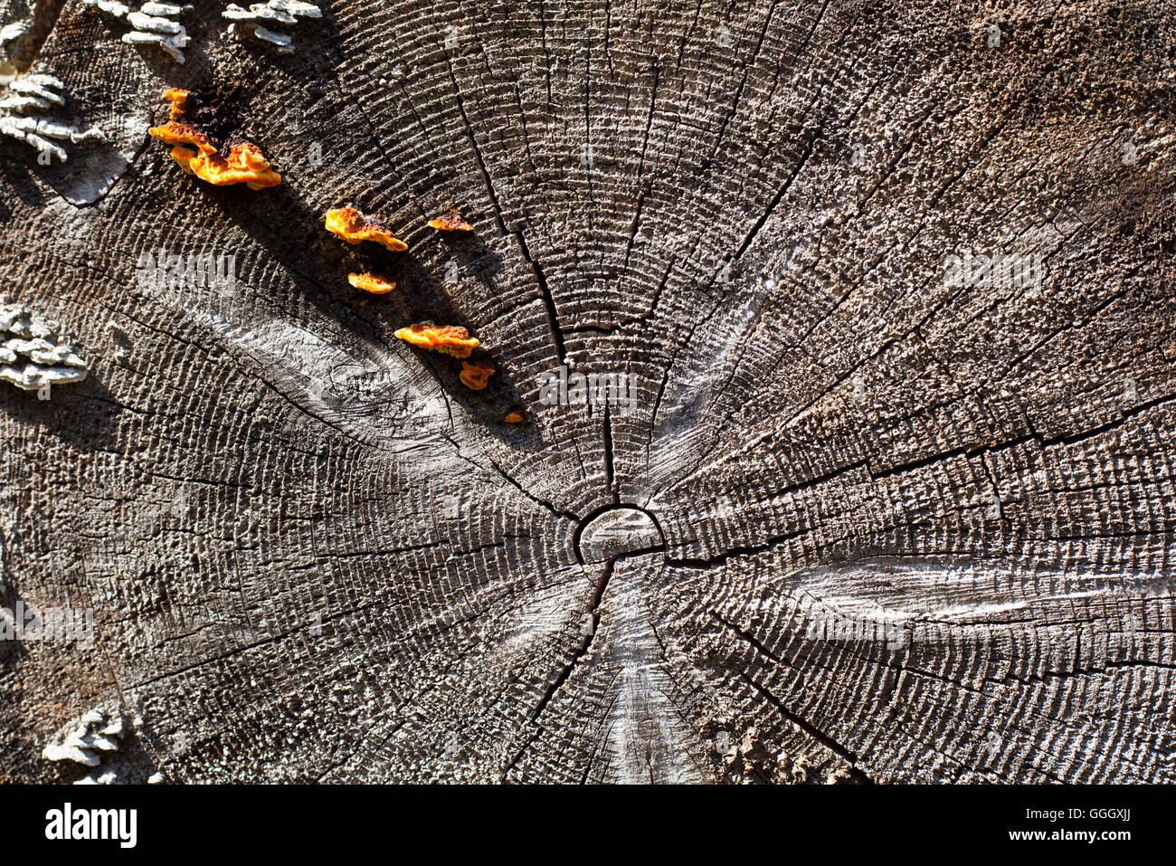 Wood and its fungus closeup Stock Photo - Alamy
