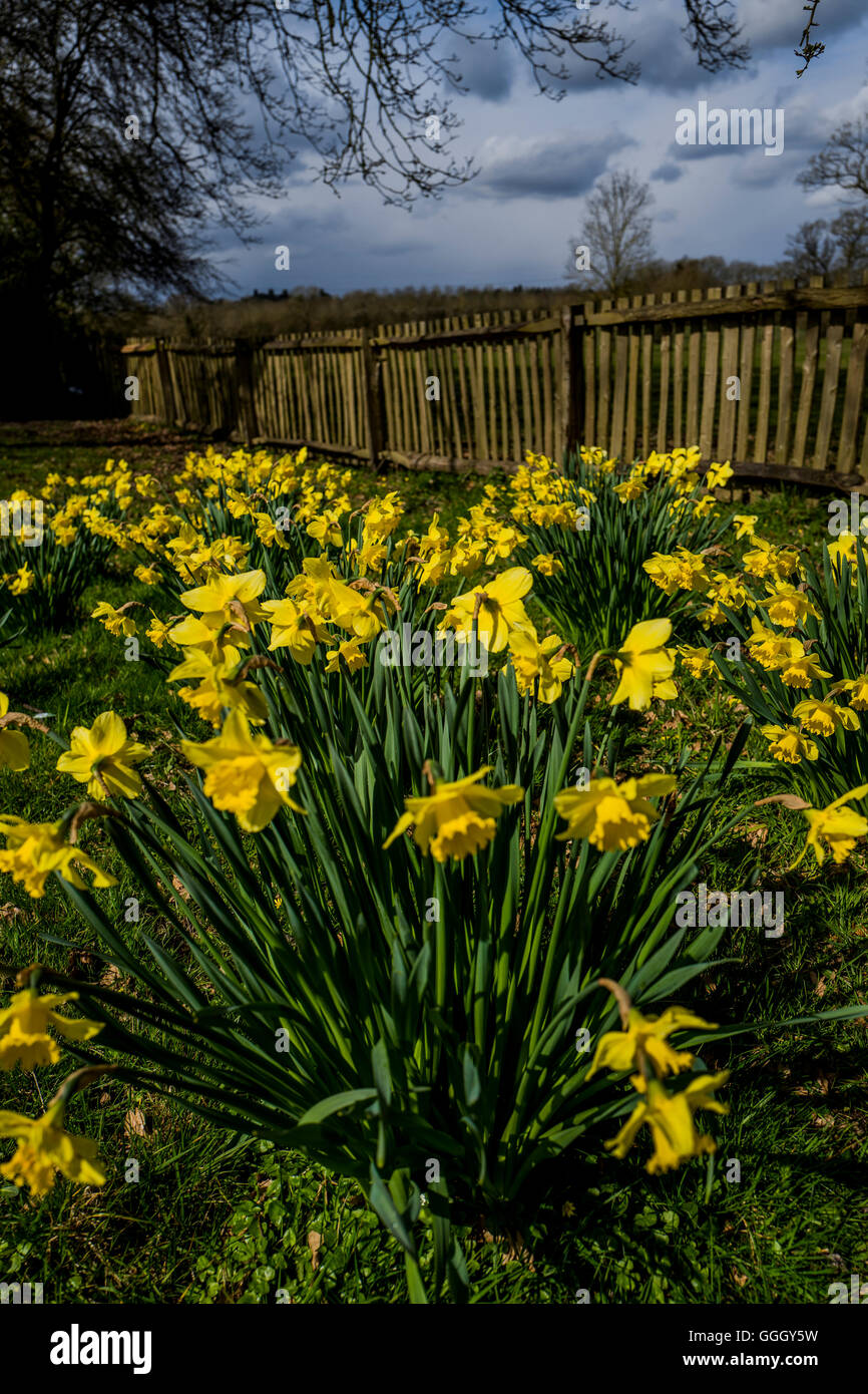 Dafodills uk hi-res stock photography and images - Alamy
