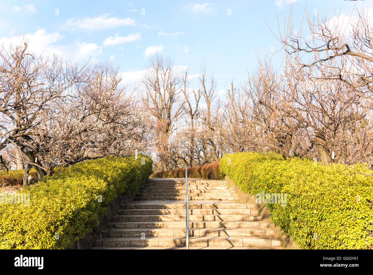 Ume Festival, Hanegi Park, Setagaya-Ku, Tokyo, Japan Stock Photo - Alamy