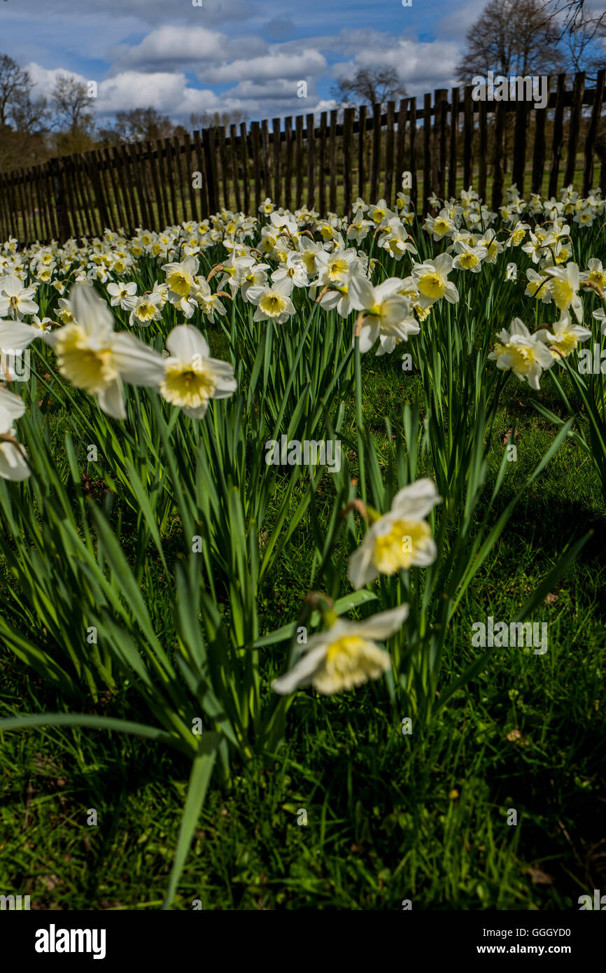 Dafodills uk hi-res stock photography and images - Alamy