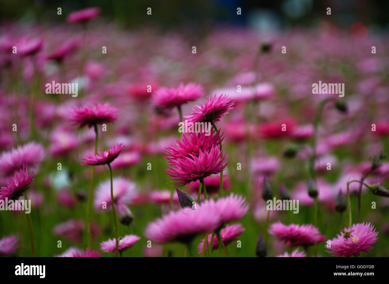 Field of pink everlasting daisy wildflowers Stock Photo - Alamy