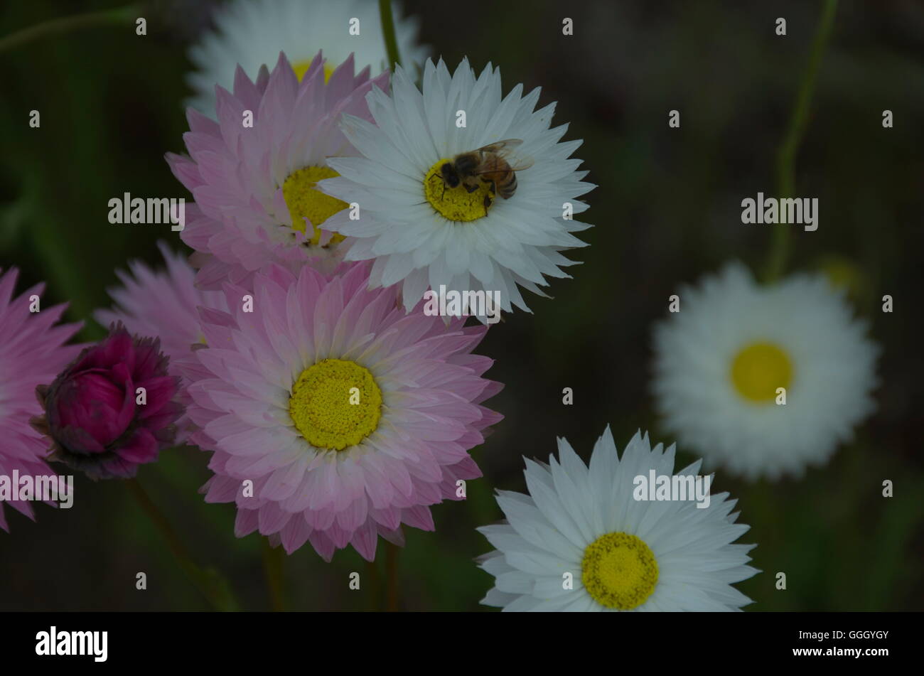 Everlasting flower hi-res stock photography and images - Alamy