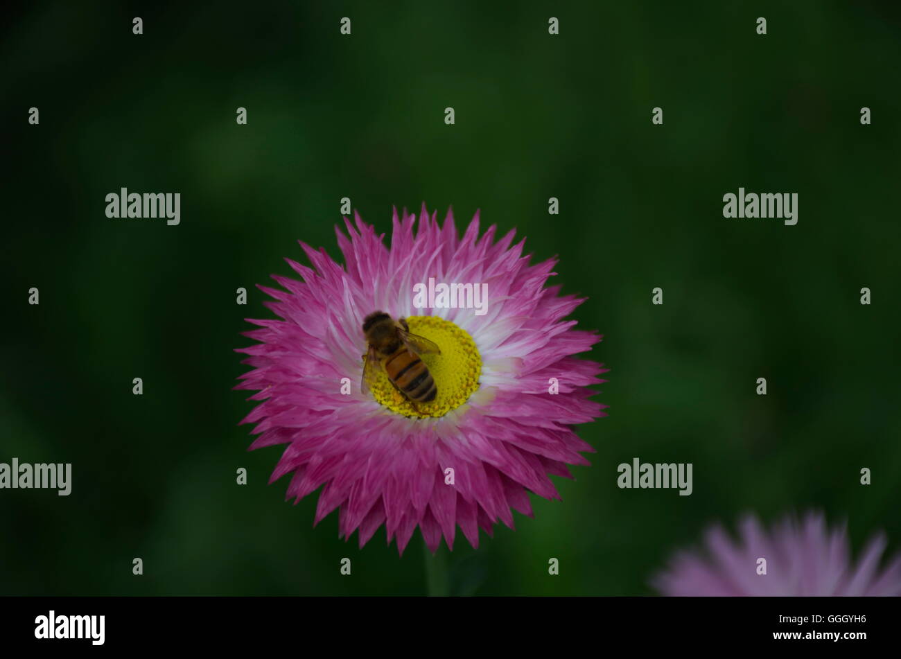 Everlasting daisy hi-res stock photography and images - Alamy