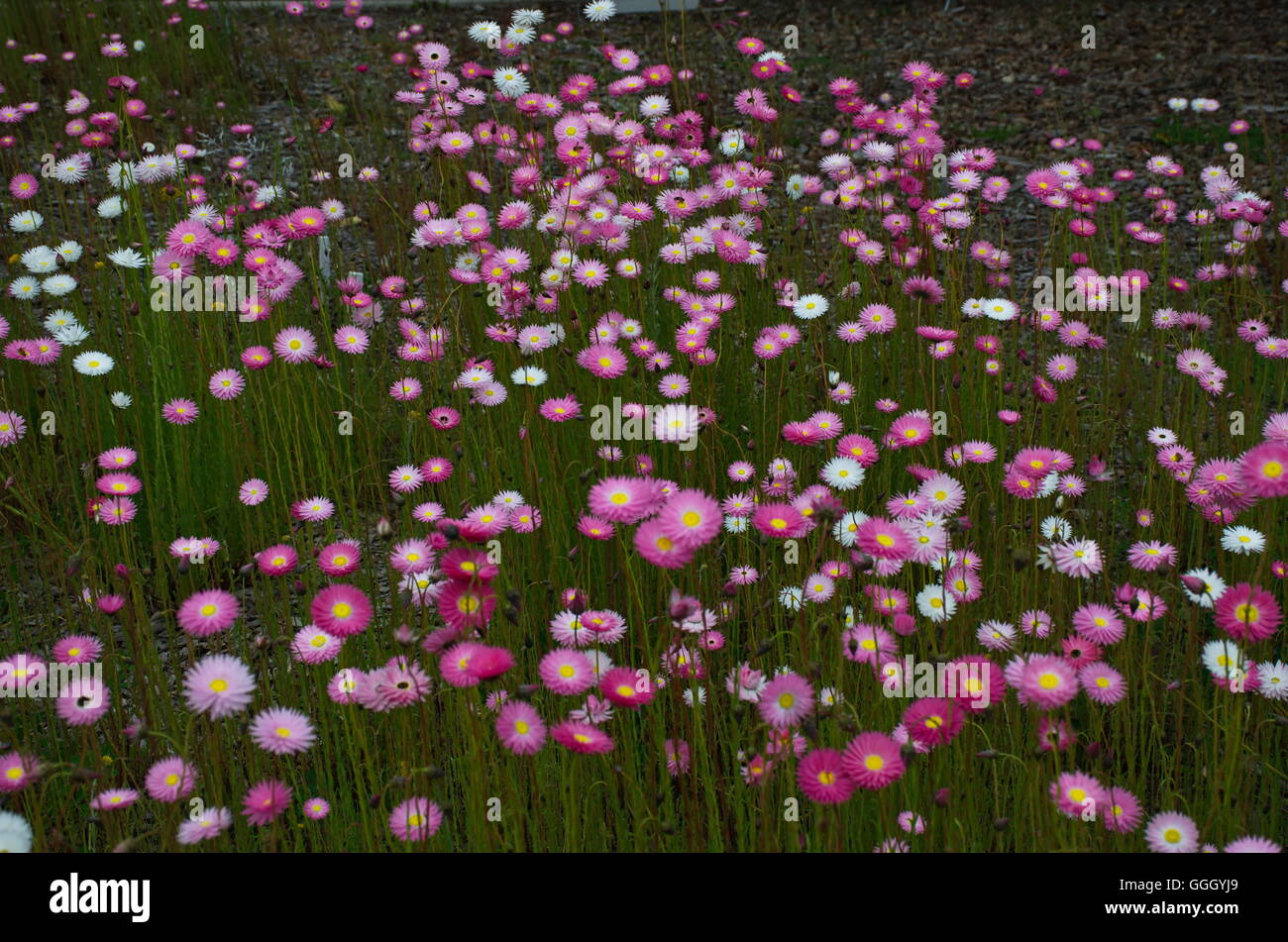 everlasting wildflower wild garden Stock Photo - Alamy