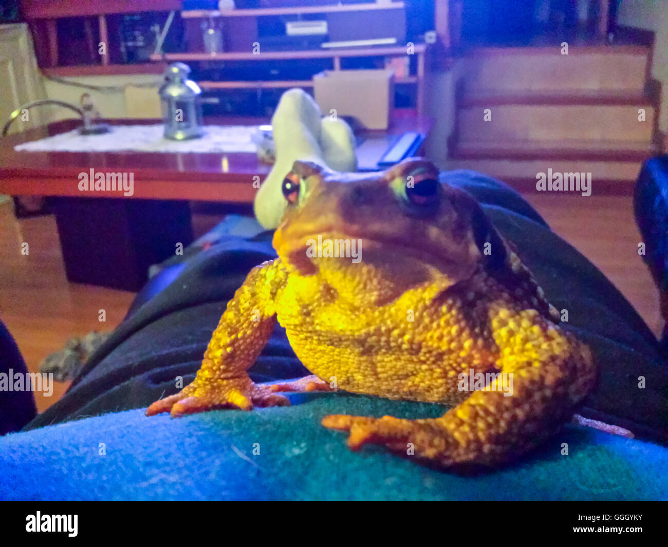 Common toad (Bufo bufo) walking on the belly of a person Stock Photo ...