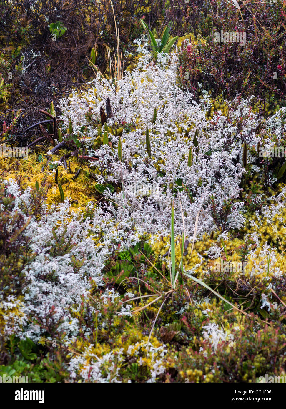 Colorful vegetation of paramo in High Andes. Cayambe Coca Ecological ...