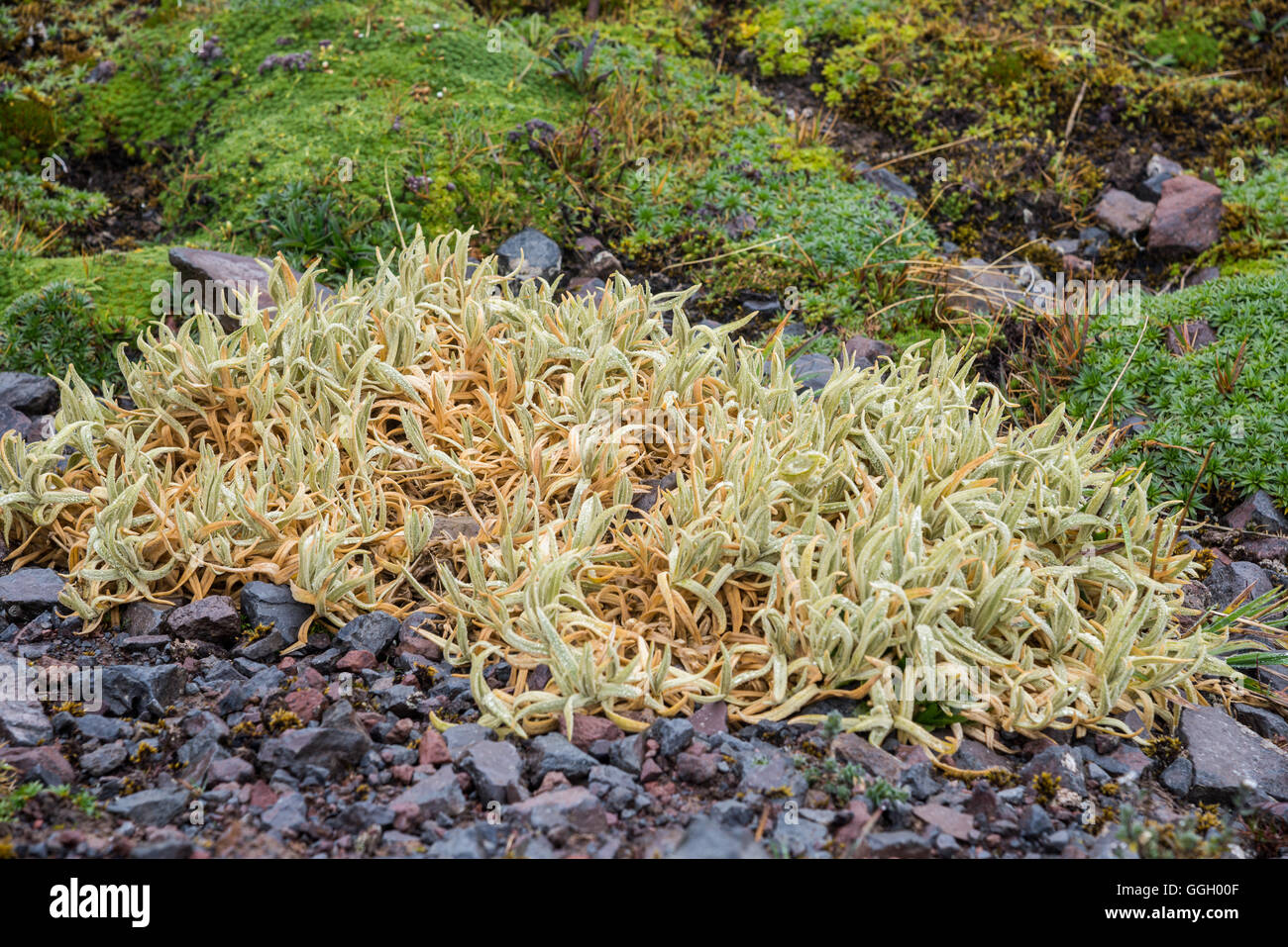 Colorful vegetation of paramo in High Andes. Cayambe Coca Ecological ...