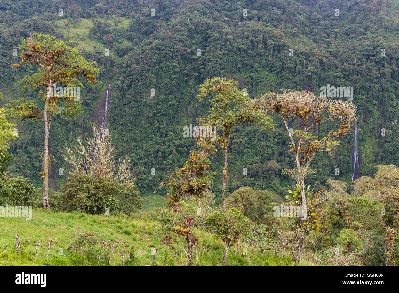 Trees in tropical cloud forest of Andes mountains. Ecuador, South ...