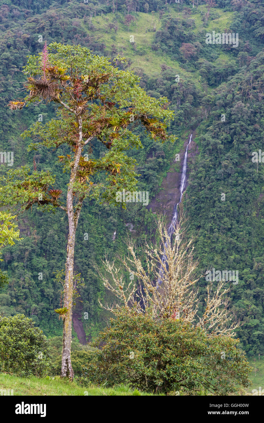 Trees in tropical cloud forest of Andes mountains. Ecuador, South ...