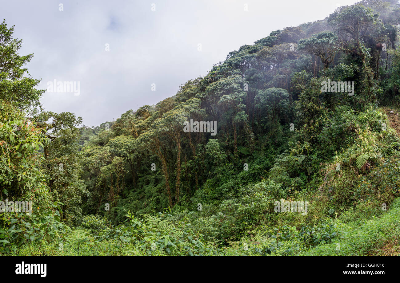 Giant trees in the tropical cloud forest of Andes. Ecuador, South ...