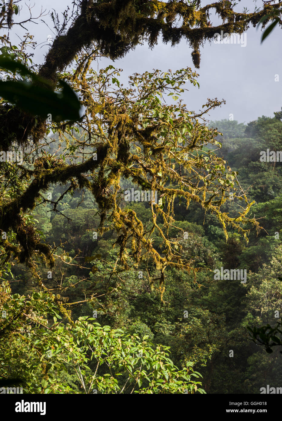 Ecuador cloud forest hi-res stock photography and images - Alamy