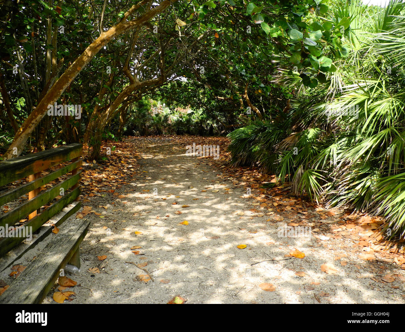 To The Beach The pathway to the beach is covered with tropical foliage ...