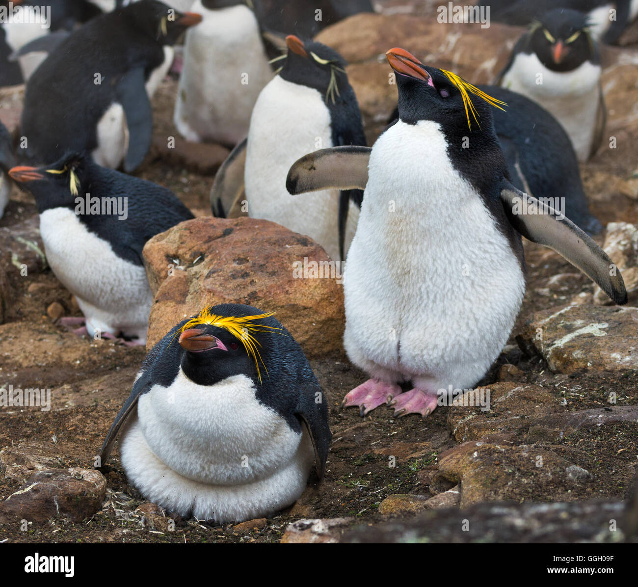 Two macaroni penguins at their nest high up on the hillside at Saunders ...