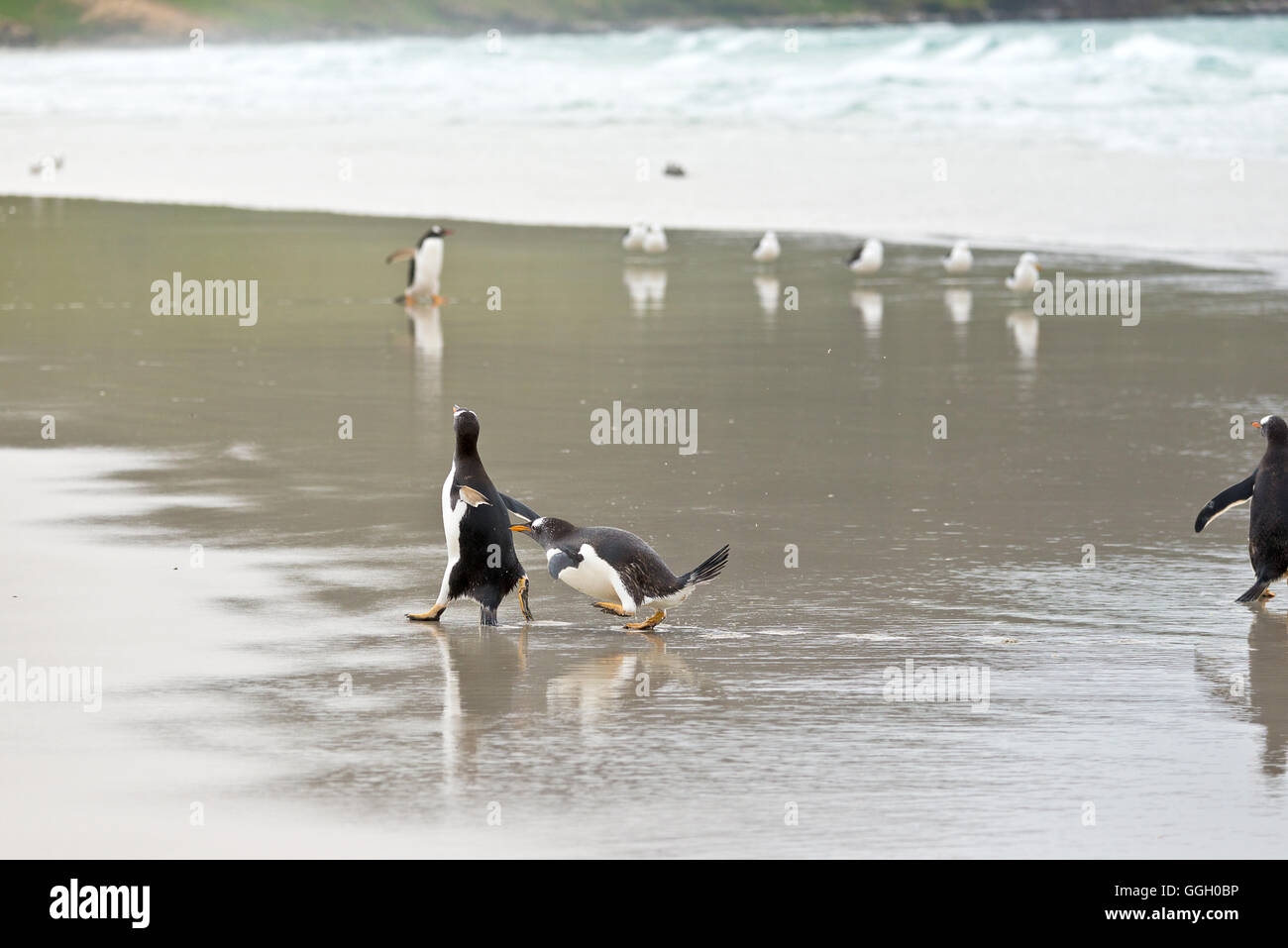 Two gentoo penguins chasing each other around the beach at the neck on ...