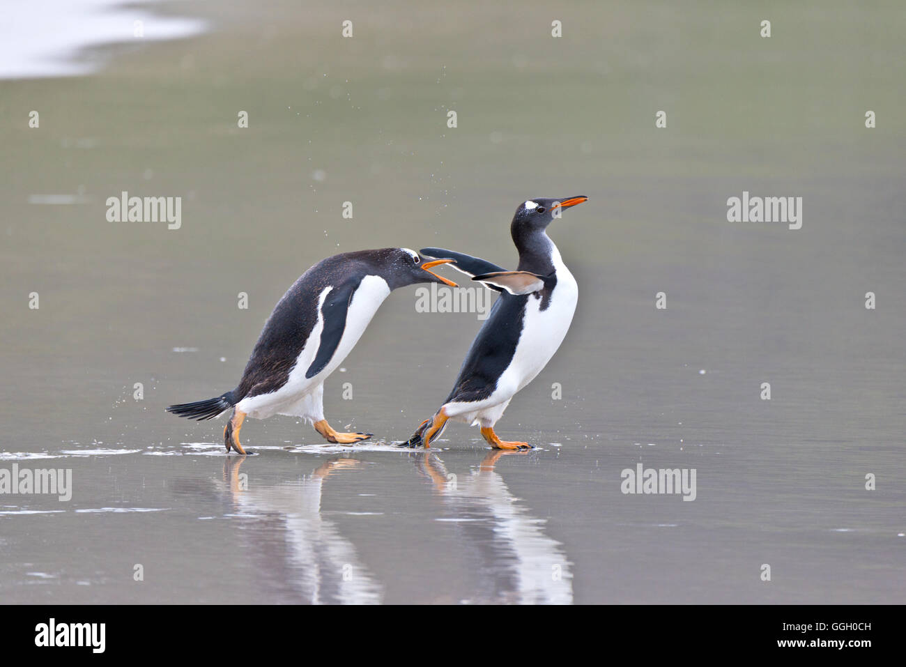 Two gentoo penguins chasing each other around the beach at the neck on ...