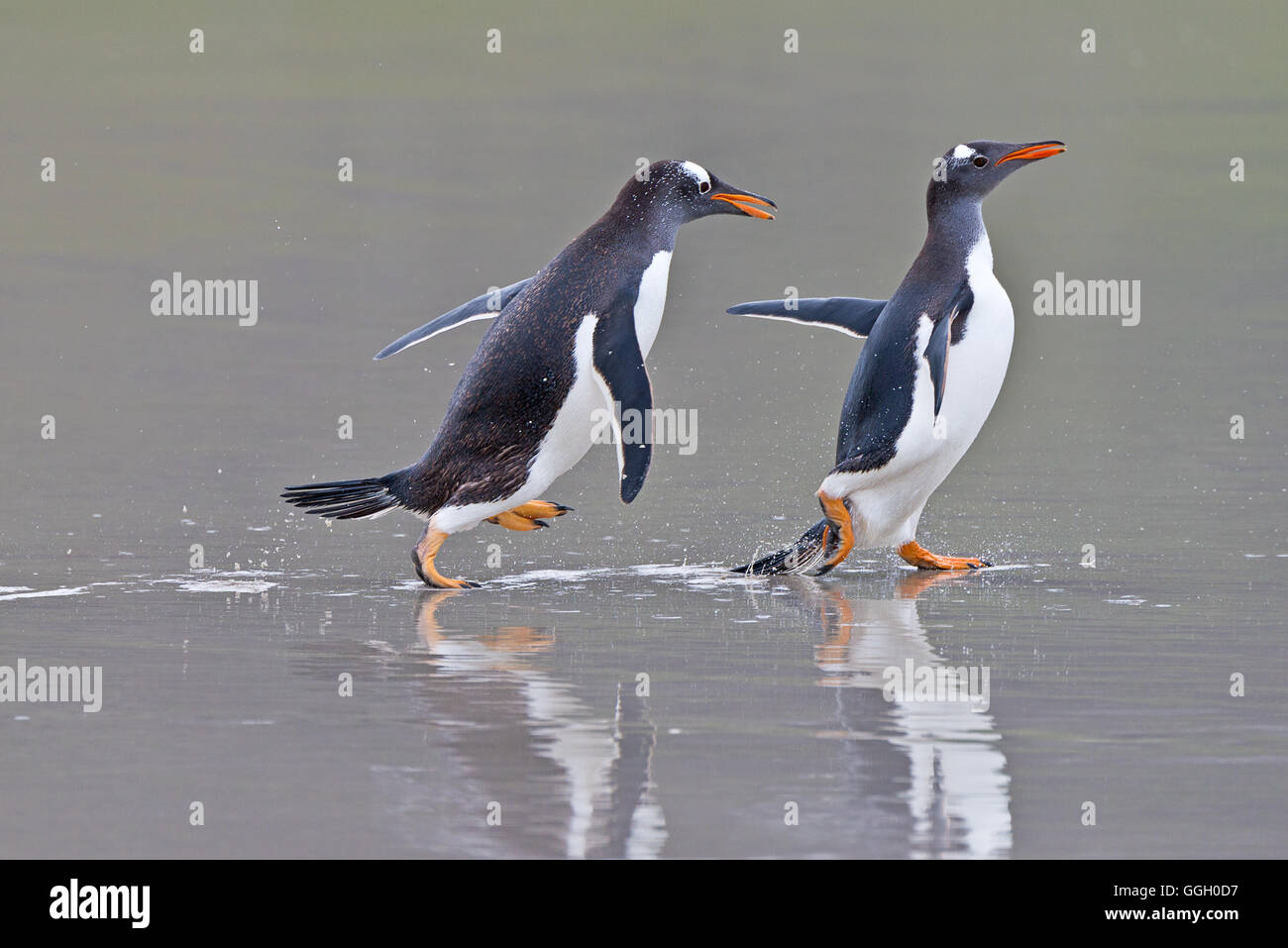 Two gentoo penguins chasing each other around the beach at the neck on ...