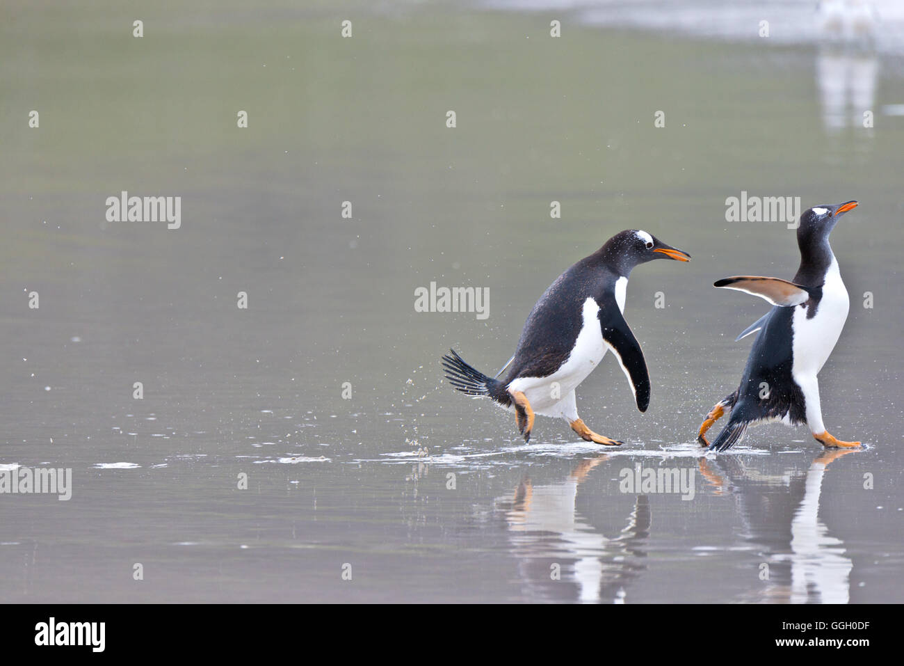 Two gentoo penguins chasing each other around the beach at the neck on ...