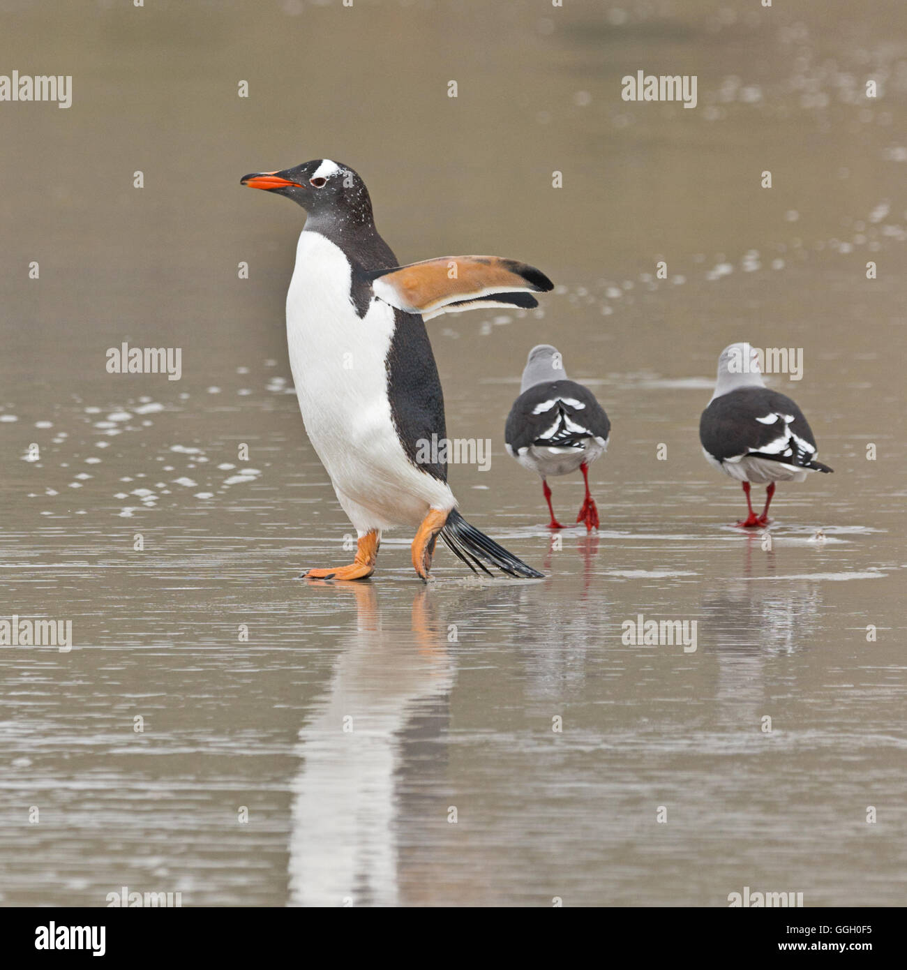 One gentoo penguin walking behind two Dolphin gulls on the beach at the ...