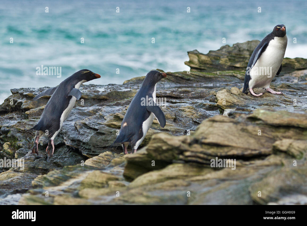 Rockhopper penguin jumping hi-res stock photography and images - Alamy