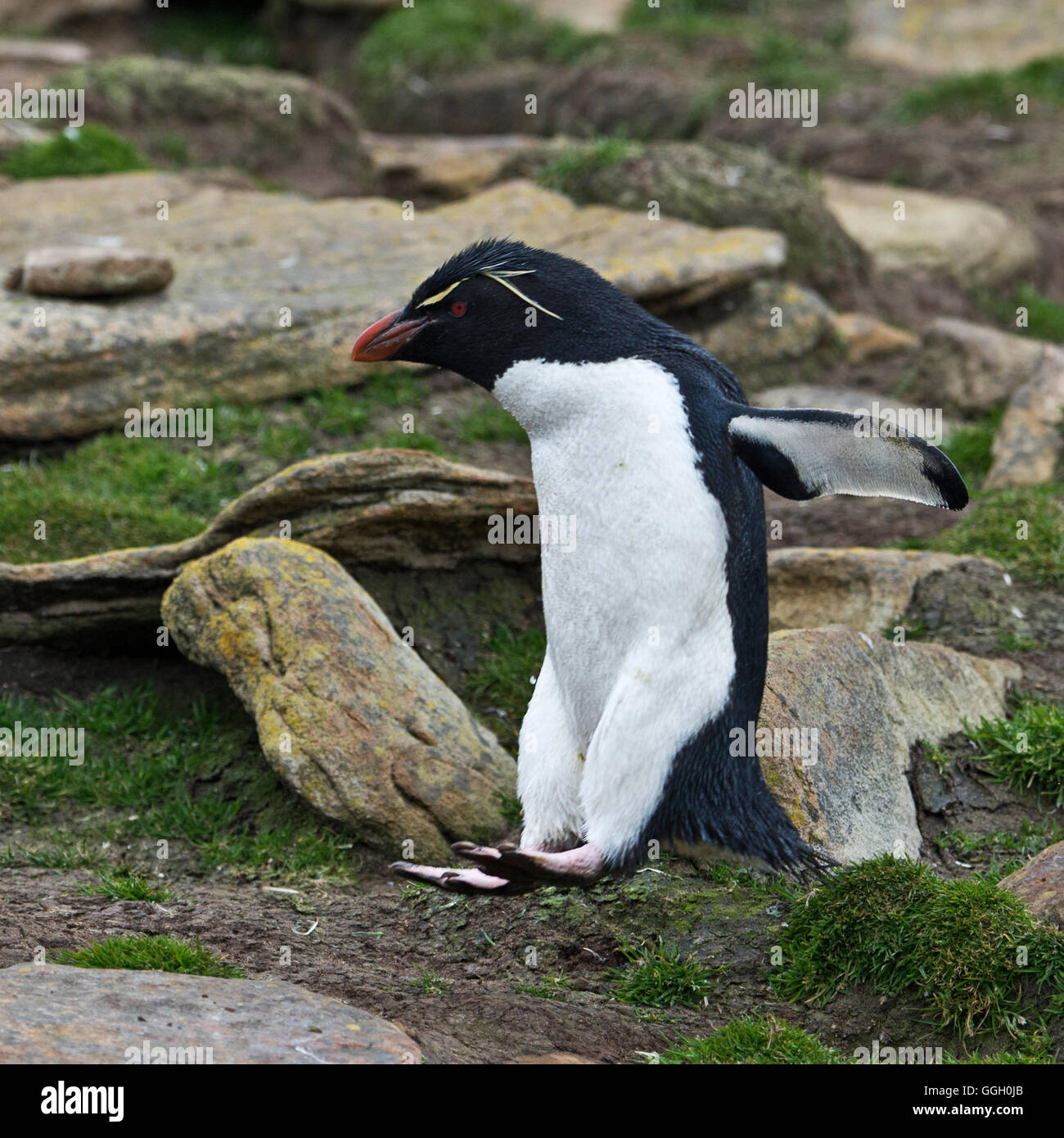 Rockhopper Penguin Jumping Stock Photos & Rockhopper Penguin Jumping ...