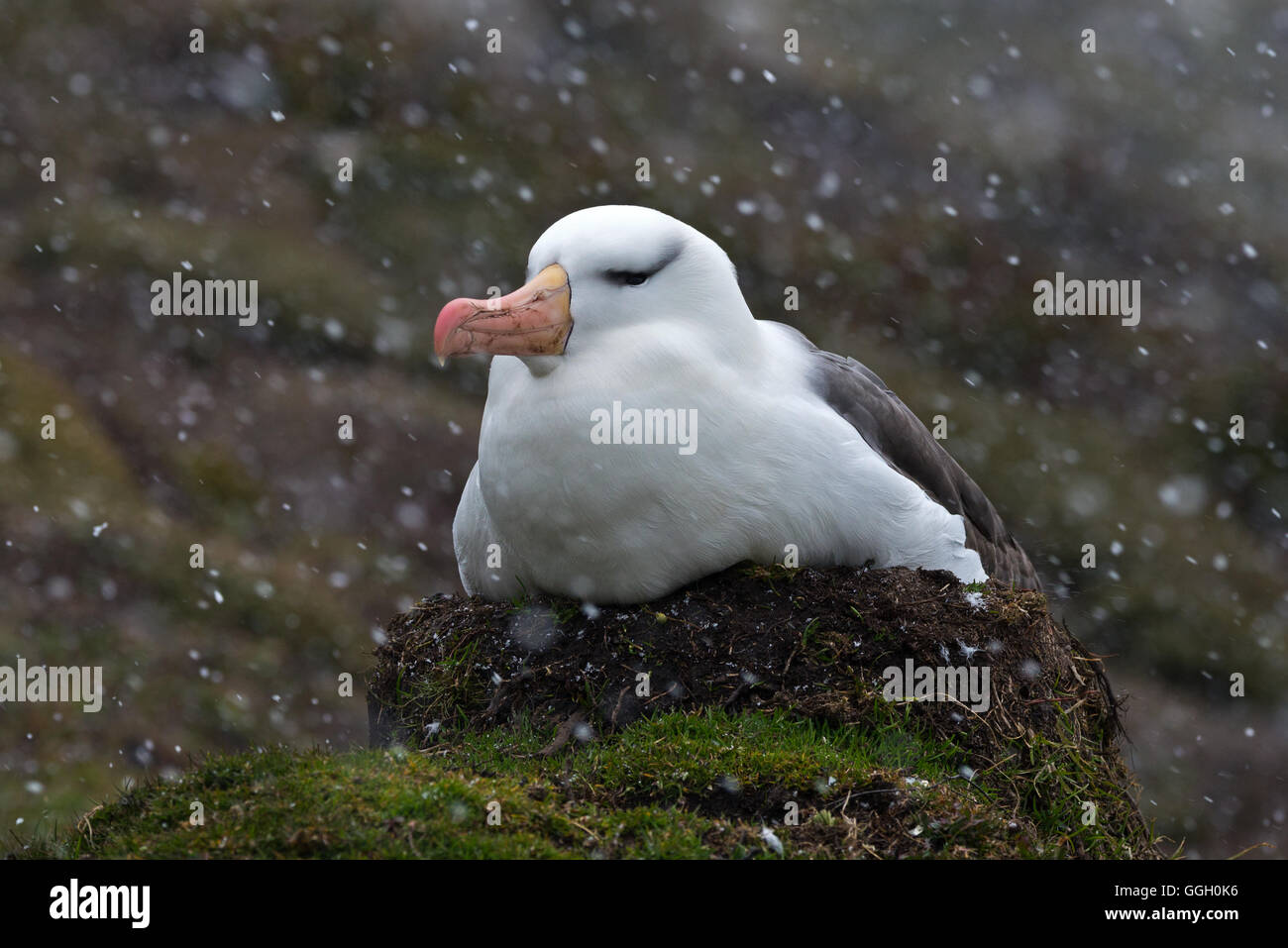 One black-browed albatross sitting on its nest high up on the hills on ...