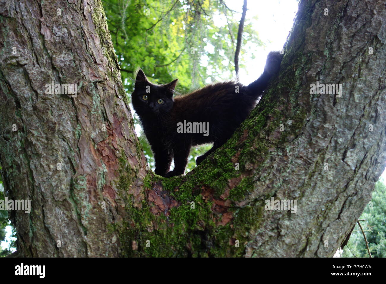 Black cat tree hi-res stock photography and images - Alamy
