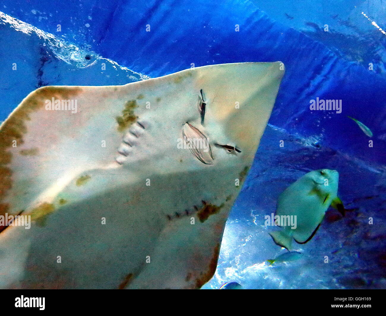 Stingray Ocean Stock Photos & Stingray Ocean Stock Images - Alamy