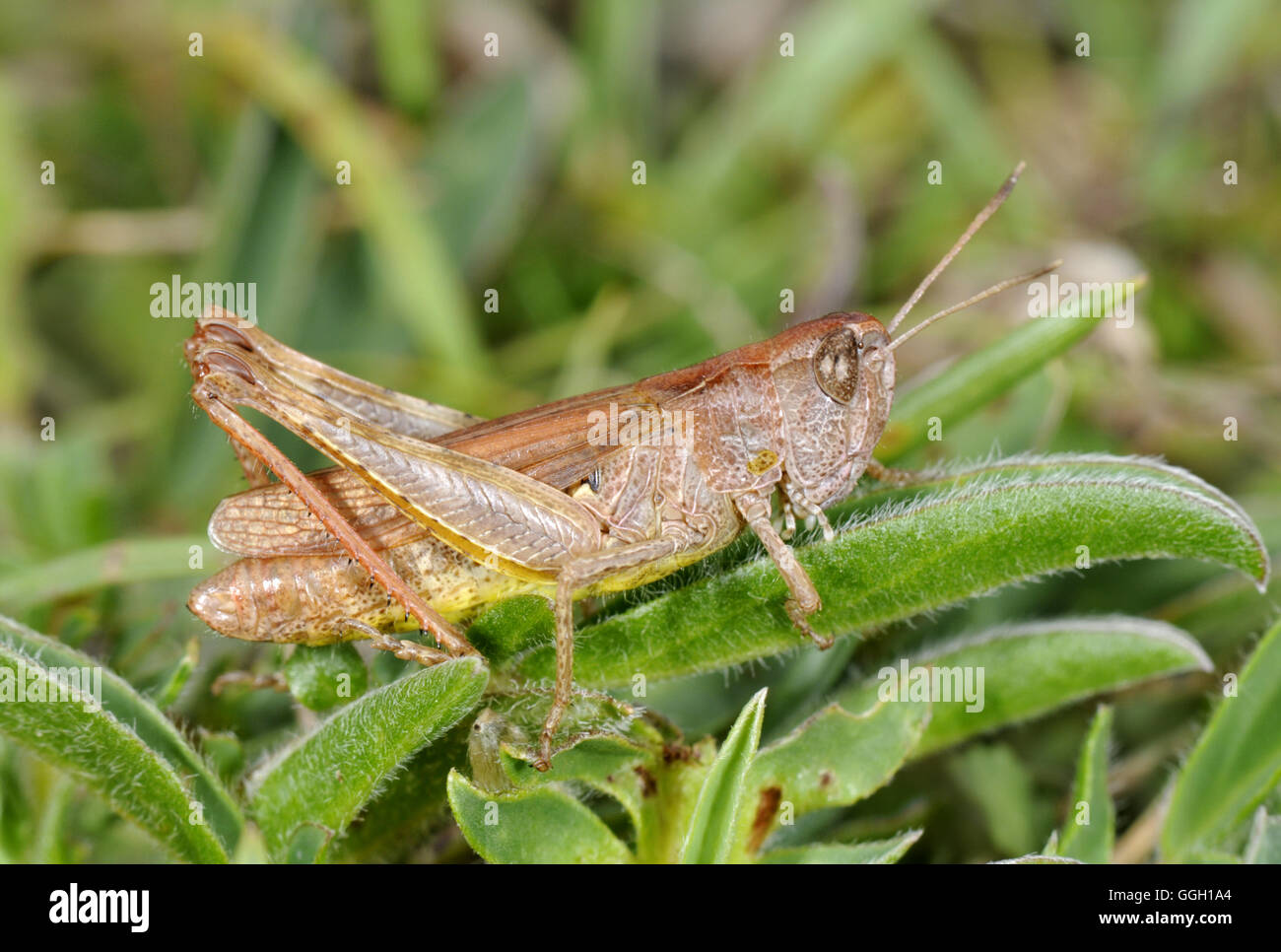 Gomphocerippus rufus hi-res stock photography and images - Alamy