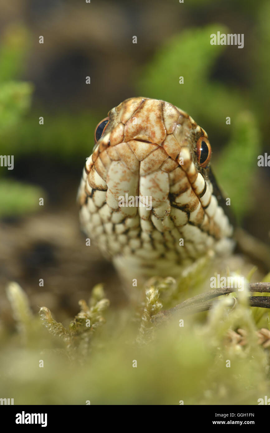 Adder - Vipera berus Stock Photo - Alamy