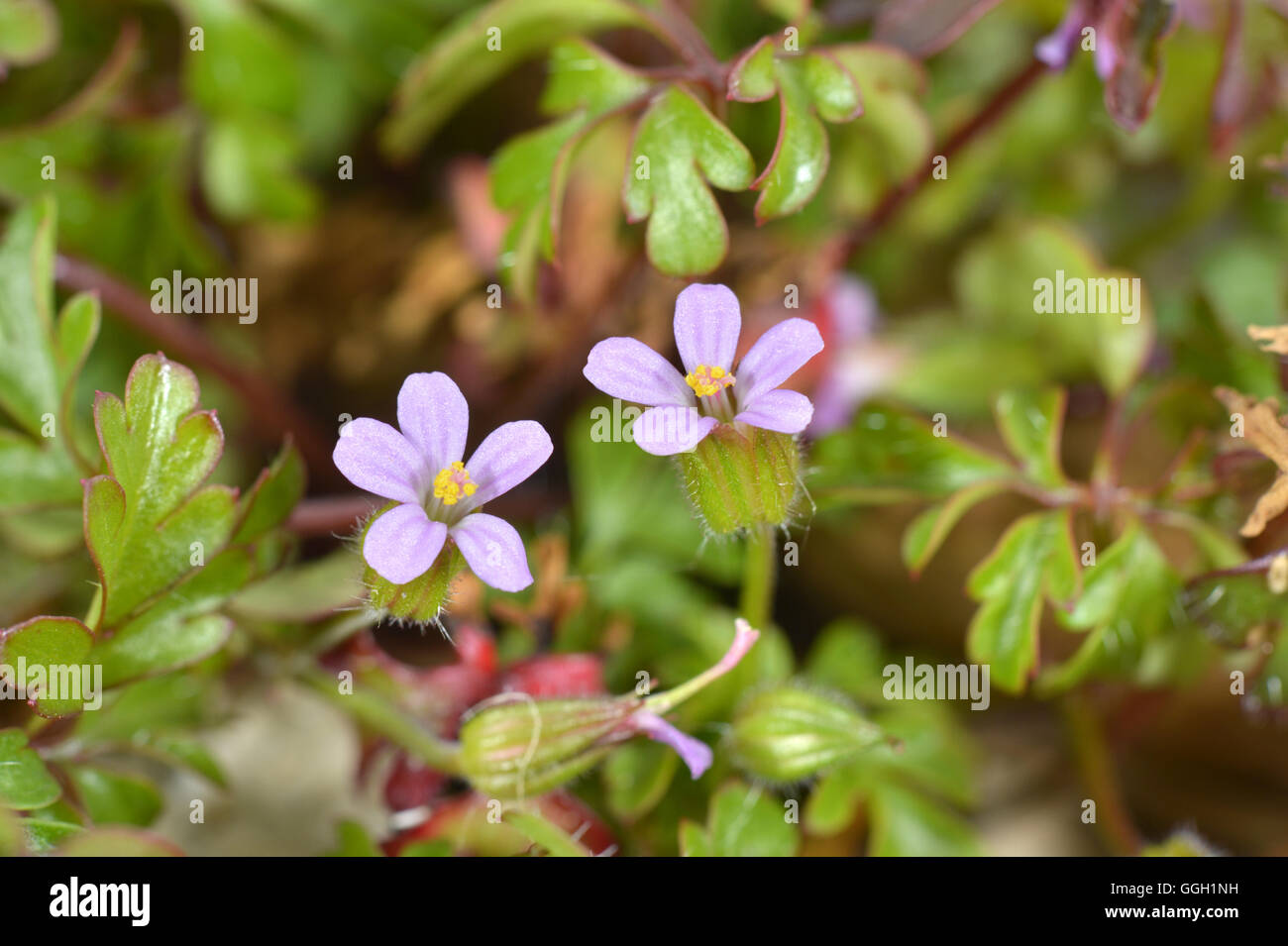 Little Robin - Geranium purpureum forsteri Stock Photo - Alamy
