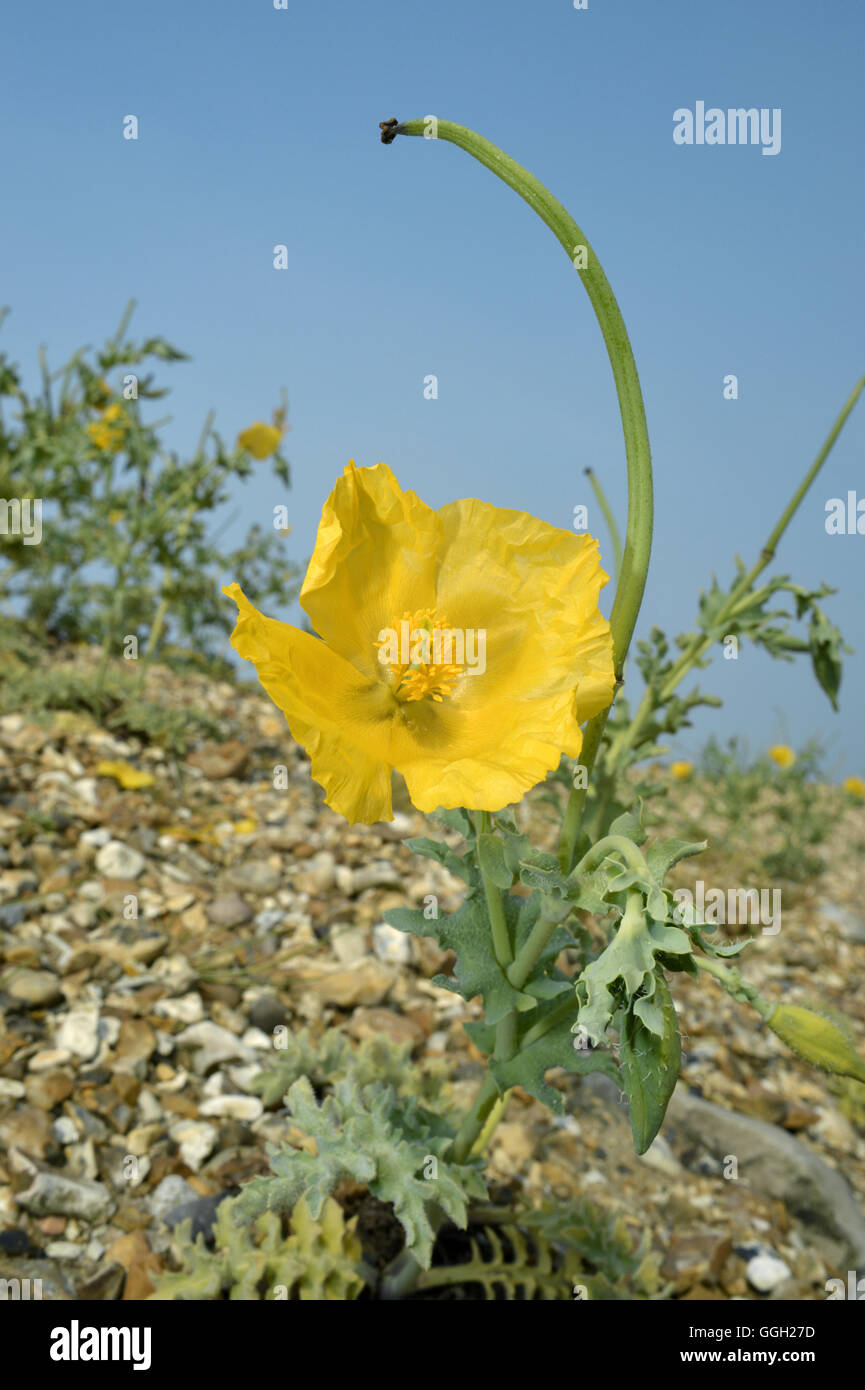 Yellow Horned-poppy - Glaucium flavum Stock Photo - Alamy