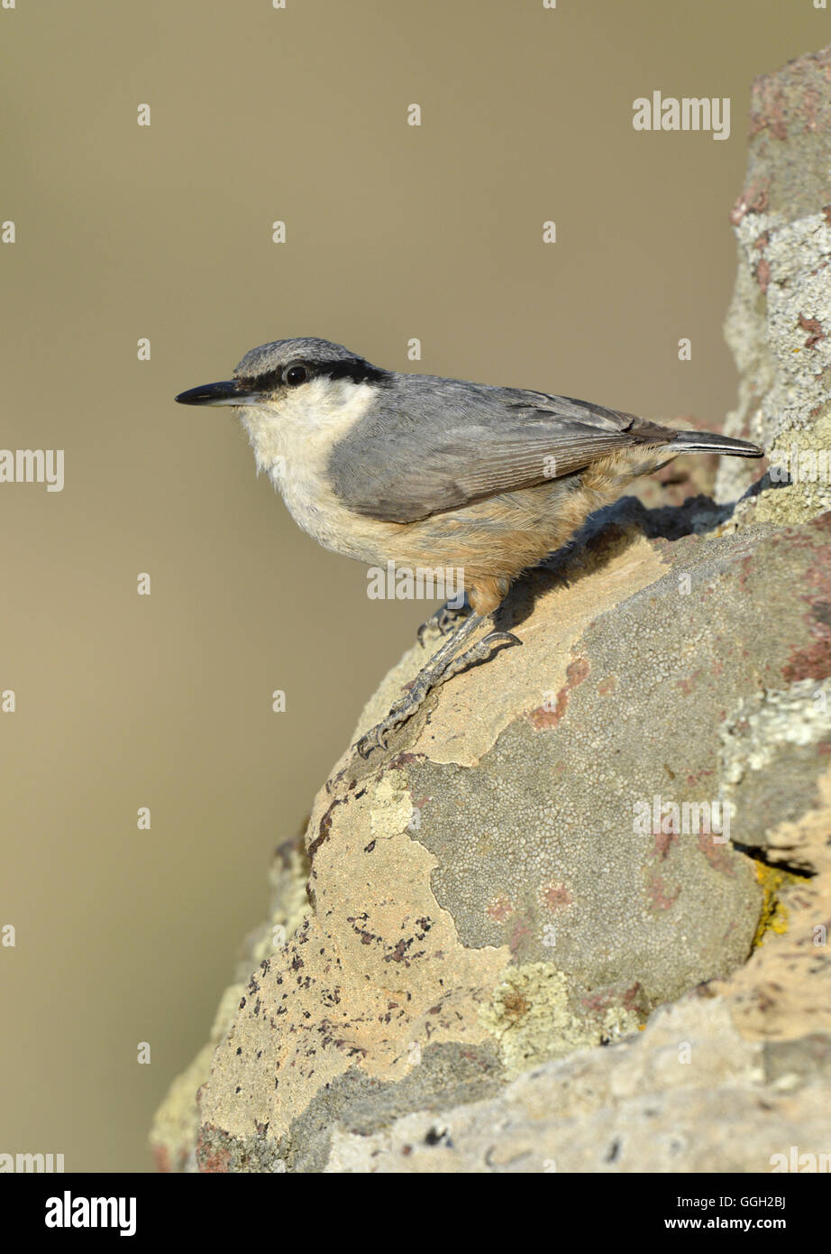 Eastern nuthatch hi-res stock photography and images - Alamy