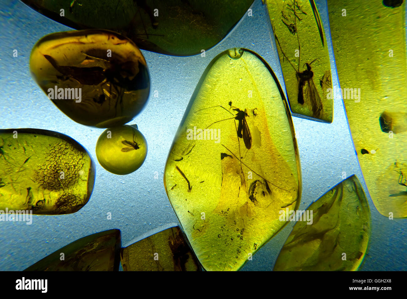 Typical amber specimen with insect inclusion displayed in Amber Gallery ...