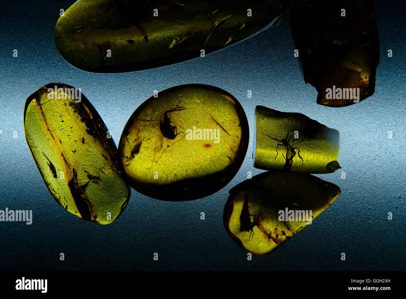 Typical amber specimen with insect inclusion displayed in Amber Gallery ...