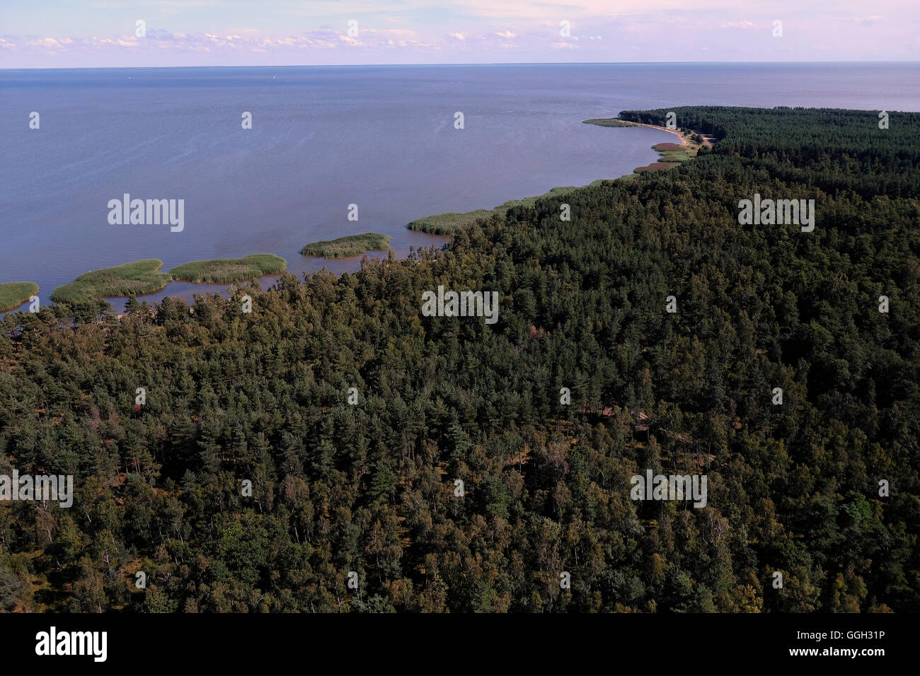 Aerial view of a strip of pine forest on the Lagoon side between ...
