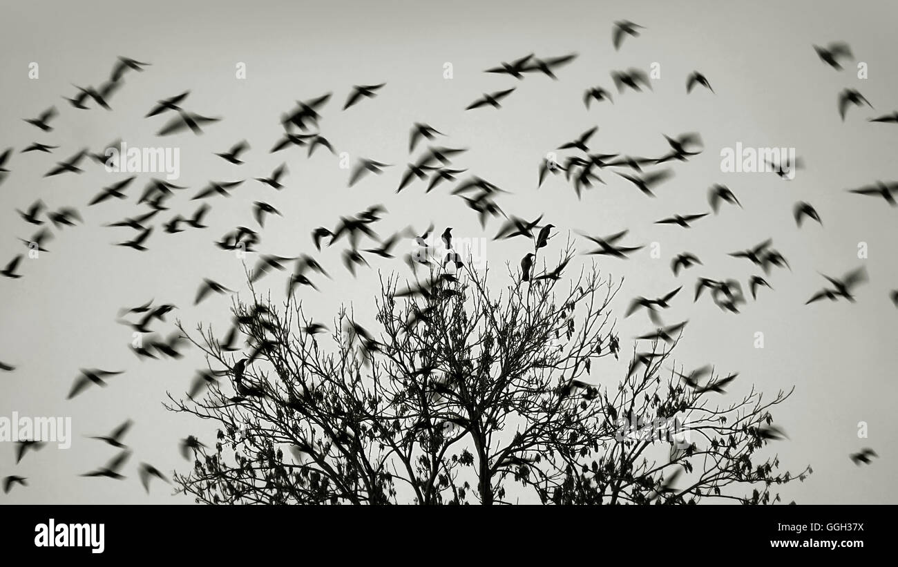 Birds flying away hi-res stock photography and images - Alamy