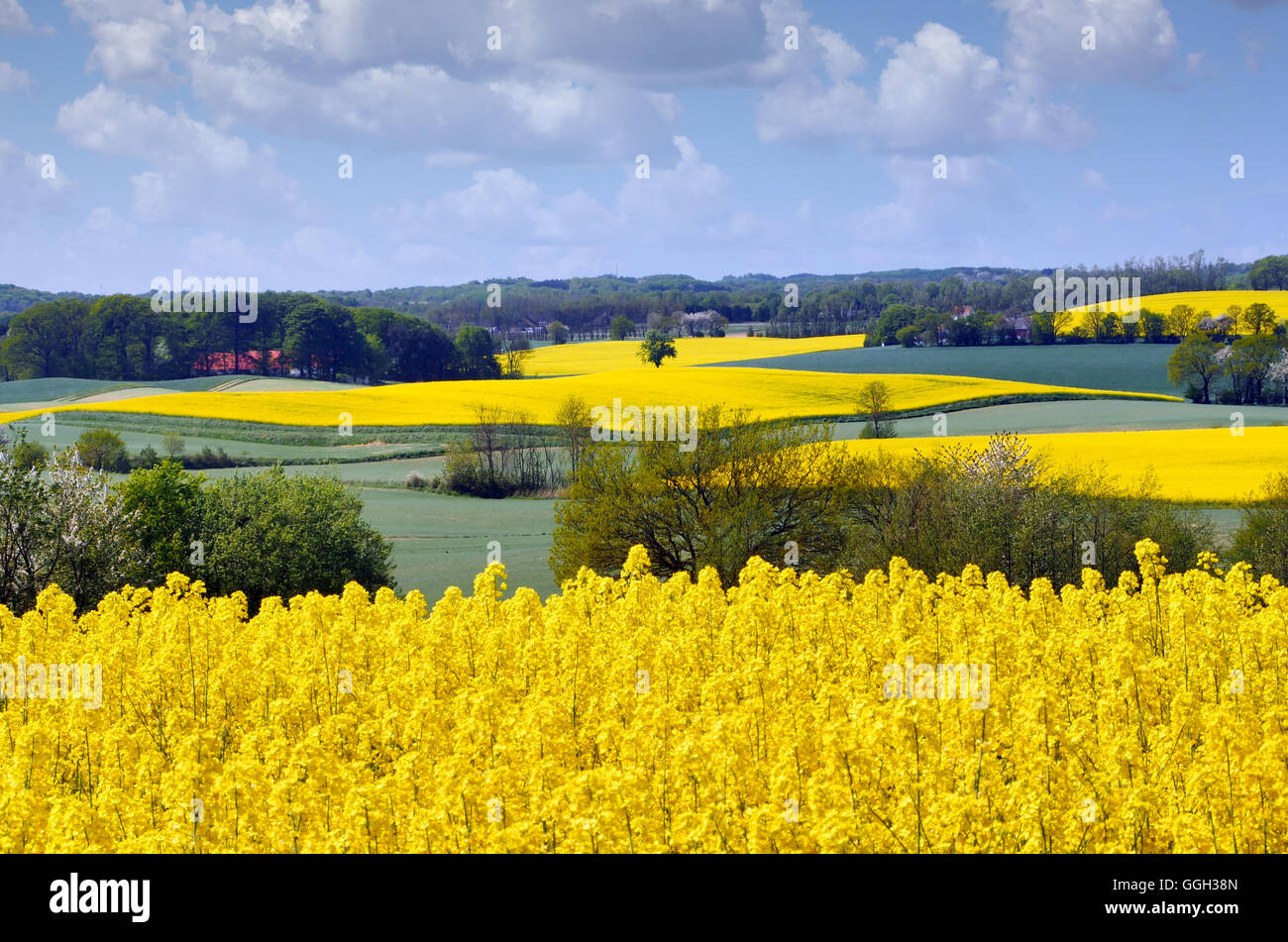 Yellow rapeseed field in the spring Stock Photo - Alamy