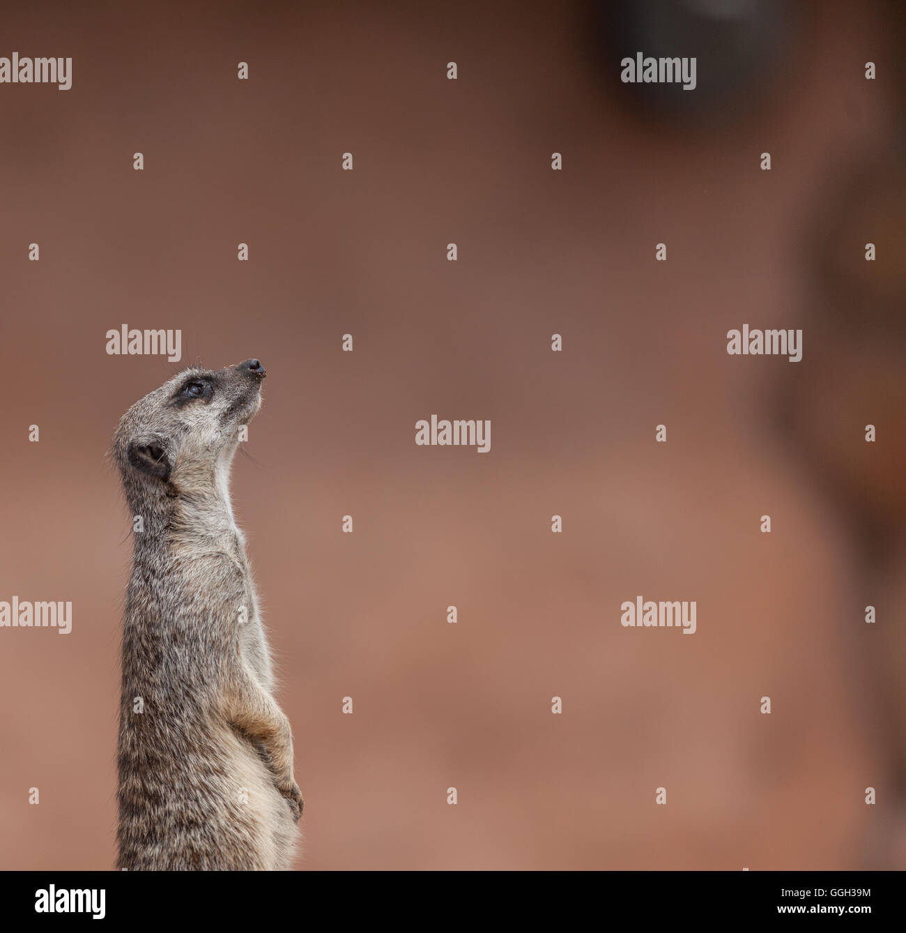 Meerkat bwown cute cuddly meercat safari Stock Photo - Alamy